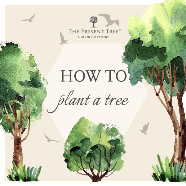 How To Plant A Tree | Garden Tips | The Present Tree