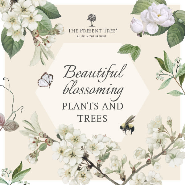 Best Flowering Plants & Trees | Gift Inspiration | The Present Tree