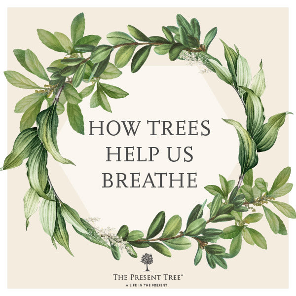 How Trees Reduce Air Pollution | Plant a Tree | The Present Tree
