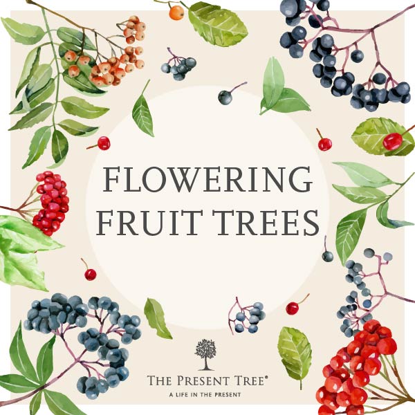 Best Fruit Tree Gifts | Grow Your Own | The Present Tree