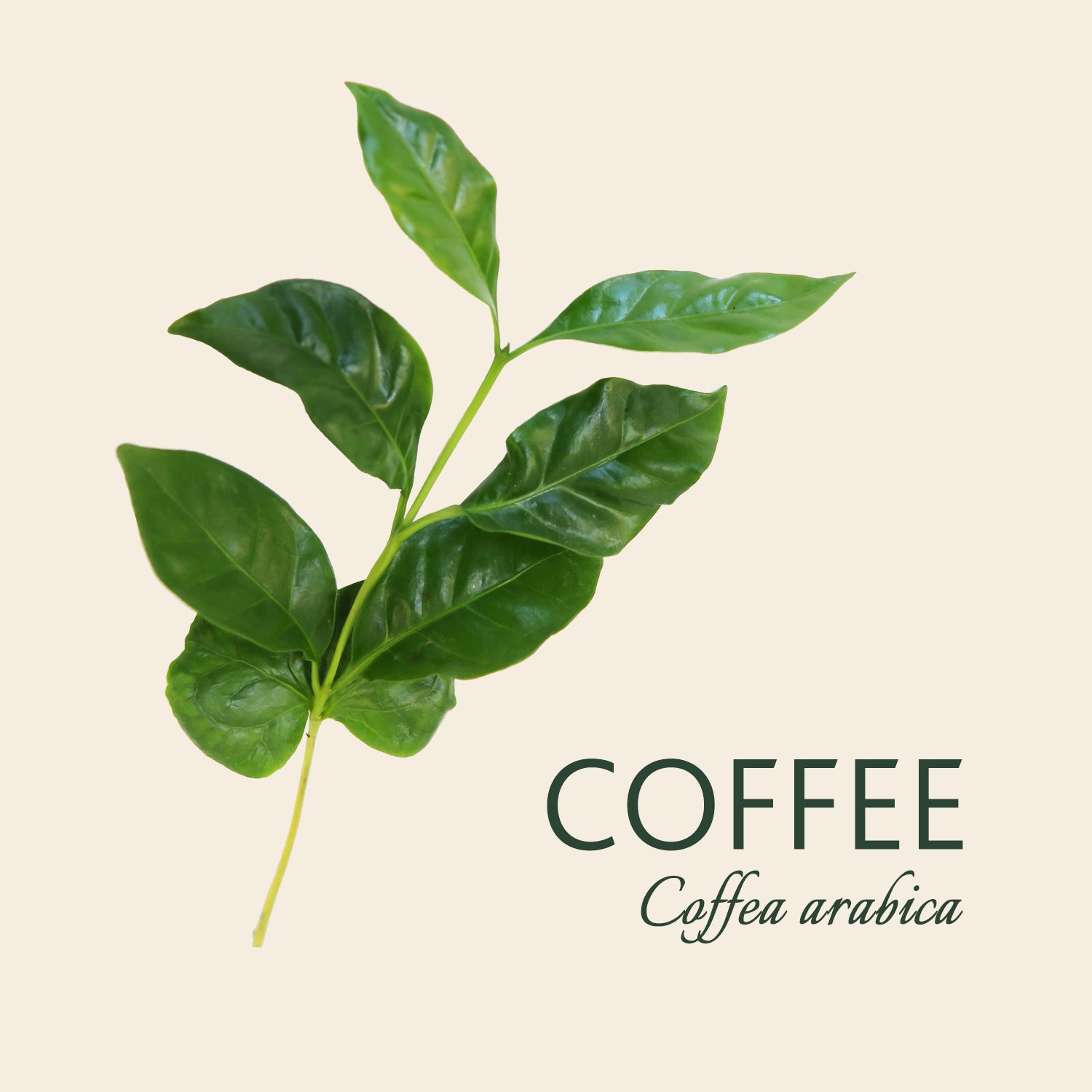 Coffee Tree Symbolism | Coffee Tree Gift | The Present Tree
