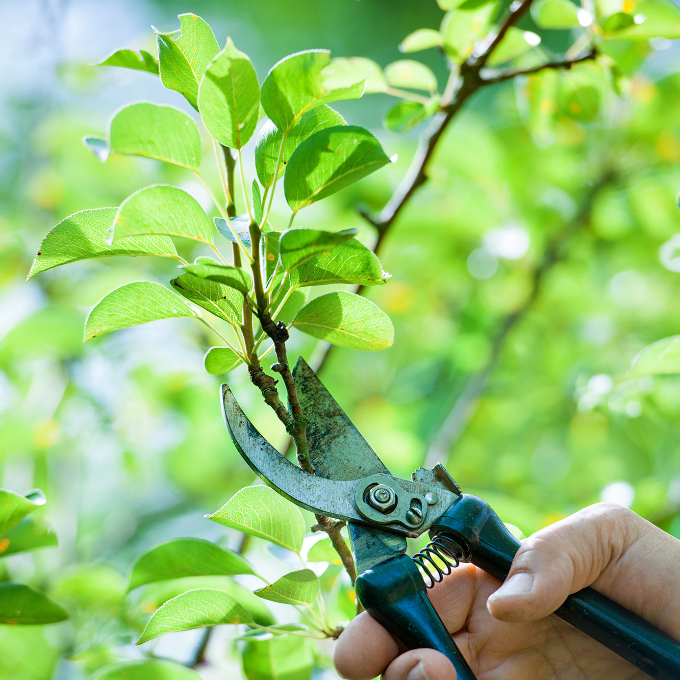 How to Prune Your Tree into Shape. – The Present Tree
