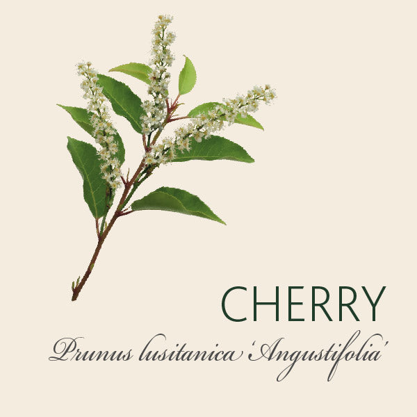 Cherry Tree Meaning | Tree Symbolism | The Present Tree