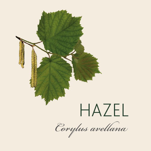 Hazel Tree Meaning | Tree Symbolism | The Present Tree