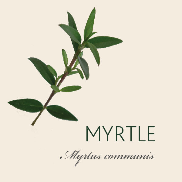 Myrtle Tree Meaning | Tree Symbolism | The Present Tree