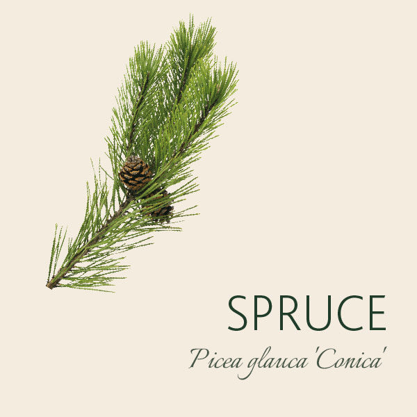 Spruce Tree Meaning | Tree Symbolism | The Present Tree