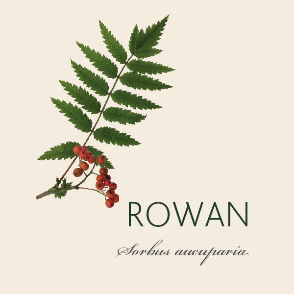 Rowan Tree Meaning | Tree Symbolism | The Present Tree