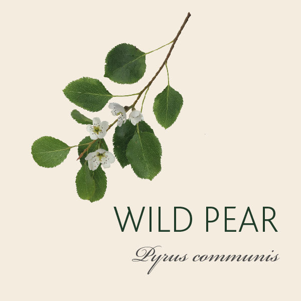 Pear Tree Meaning | Tree Symbolism | The Present Tree