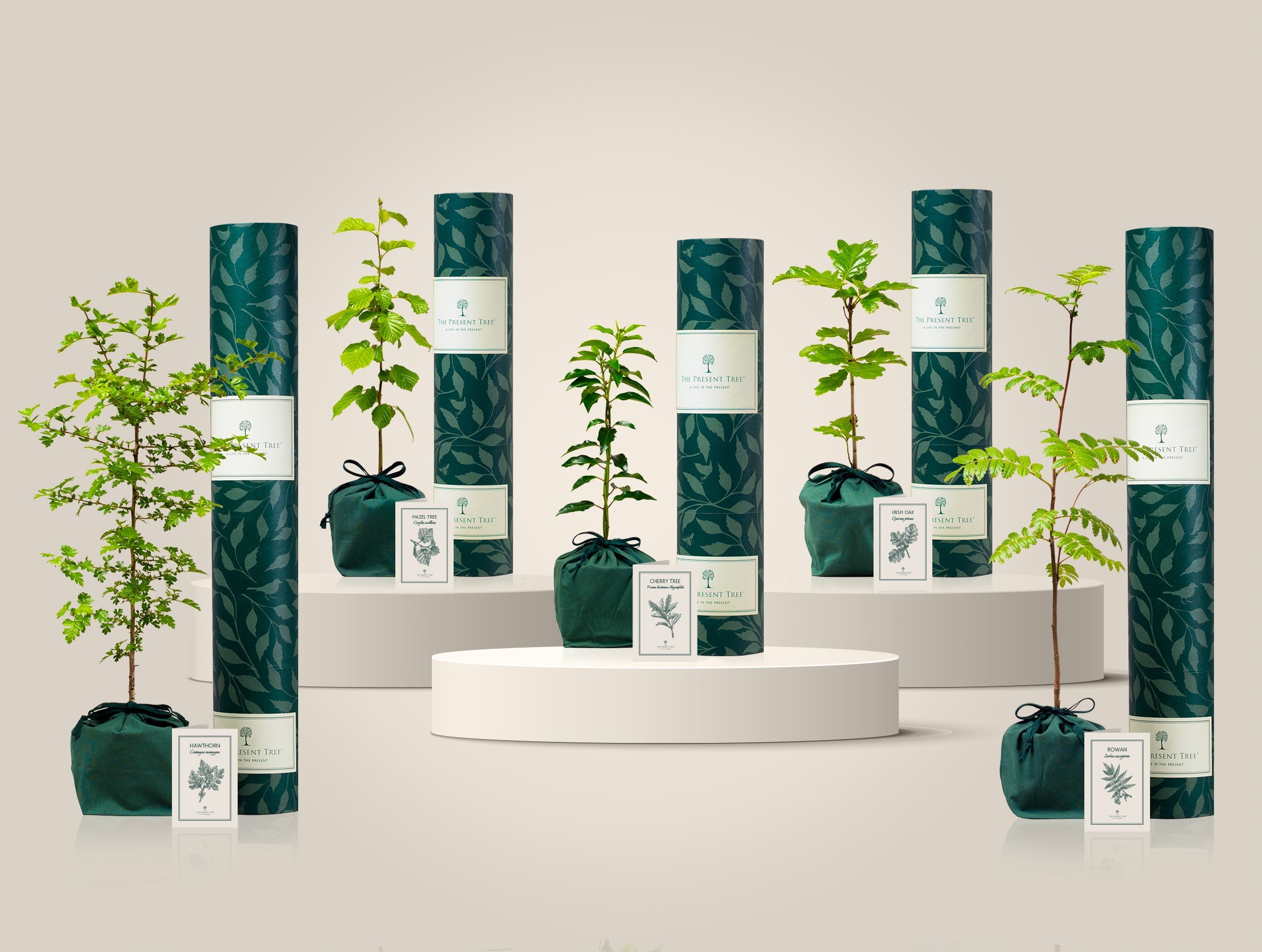 Gifts Under £50 | Tree & Plant Gifts | The Present Tree