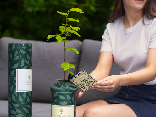 Thank You Gifts | Freshly Delivered Tree Gifts | The Present Tree