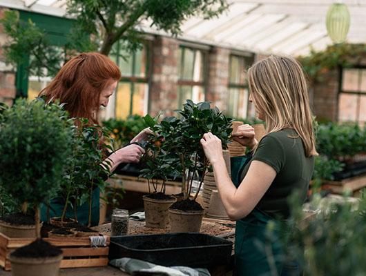 Trees Symbolising Friendship | Tree Gifts | The Present Tree