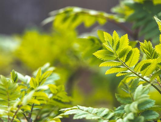 Retirement Gifts | Thoughtful Tree Gifts | The Present Tree