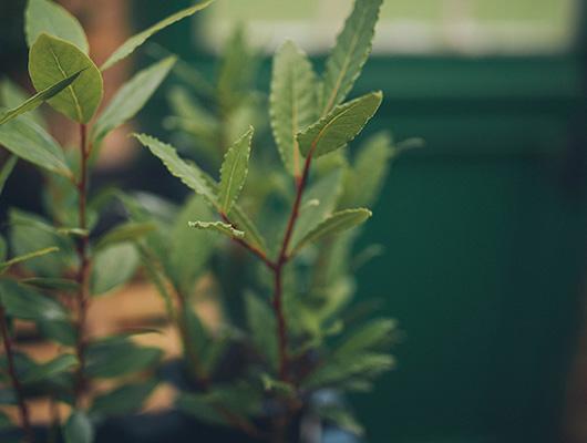 Special Birthday Gifts | Tree & Plant Gifts | The Present Tree