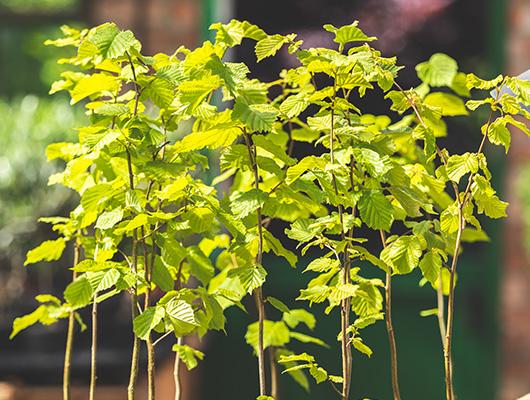 Best Autumn Garden Gifts | Plant & Tree Gifts | The Present Tree