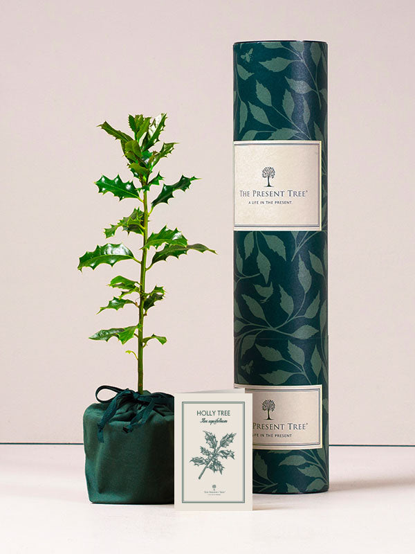 Memorial Tree Hamper | Planting a Tree in Memory | The Present Tree