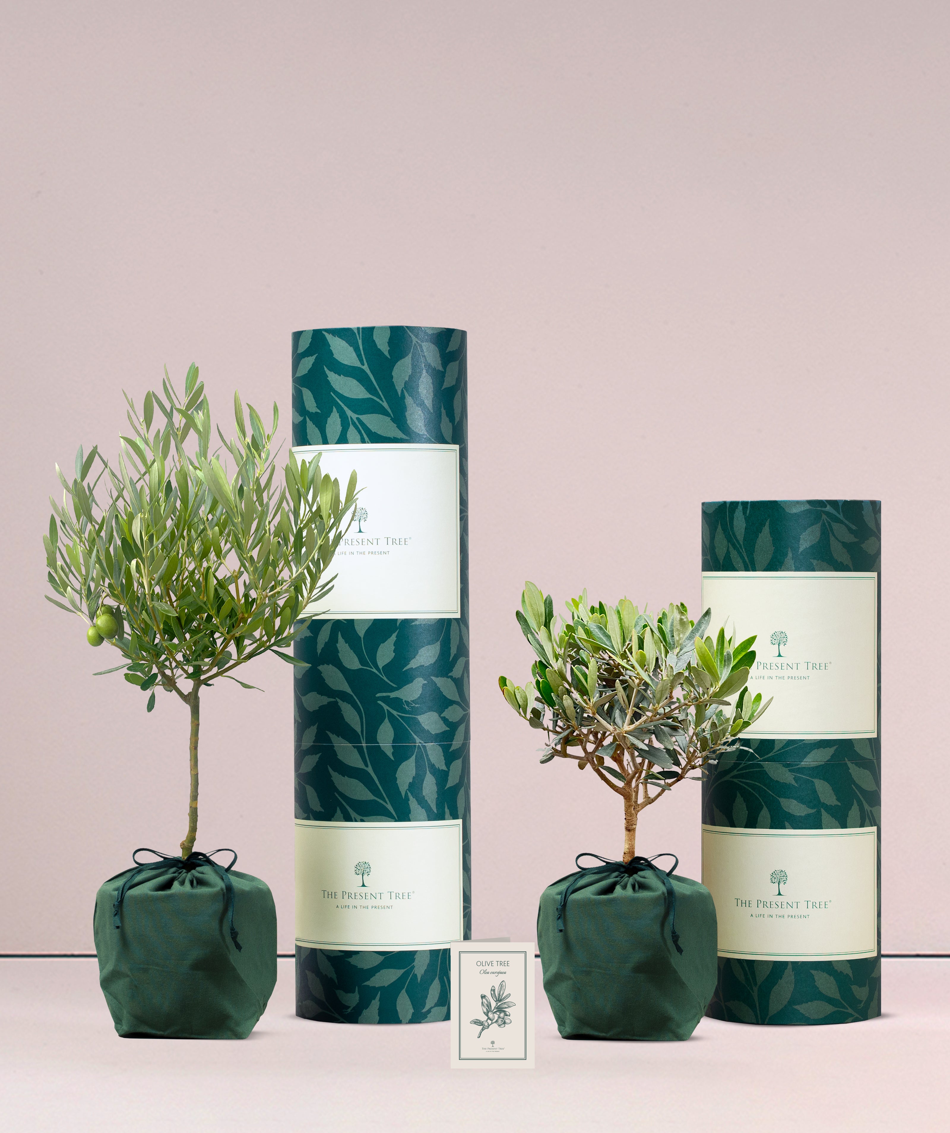 Olive Tree Gift | Trees Symbolising Friendship | The Present Tree