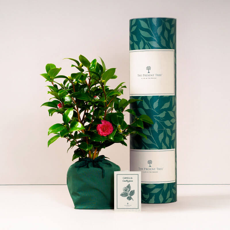 Gifts of Love | Flowering Camellia Gift | The Present Tree