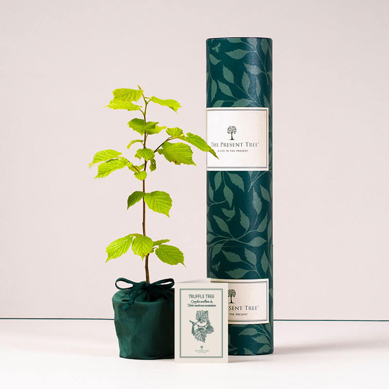 Grow Your Own Truffles | Truffle Tree Gift | The Present Tree