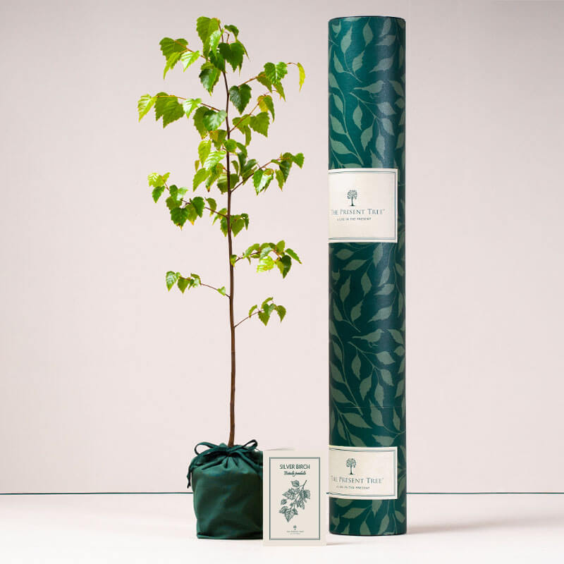 Silver Birch Tree | Ethical Gifts | The Present Tree