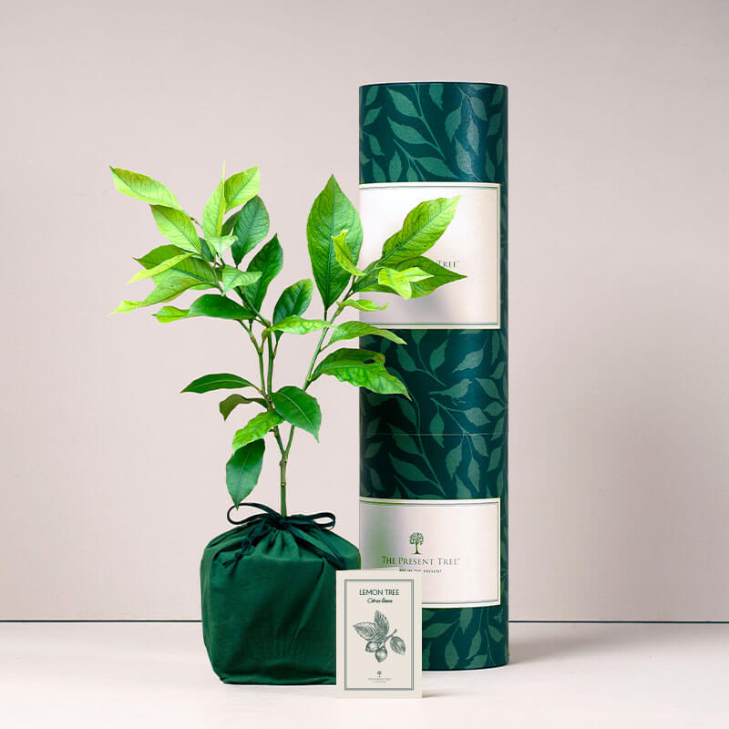 Lemon Tree Gift | Gift Ideas | The Present Tree