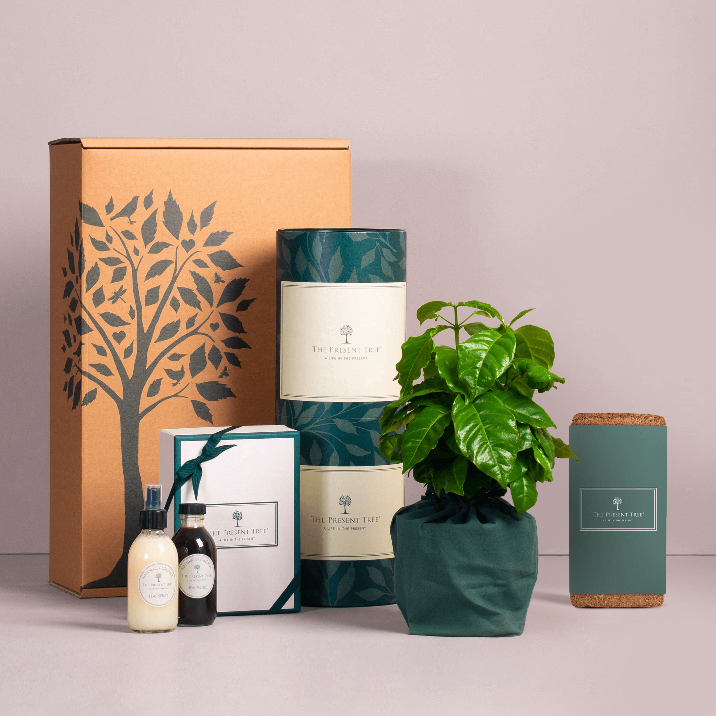 Coffee Tree Hamper | The Present Tree | Plant Gifts