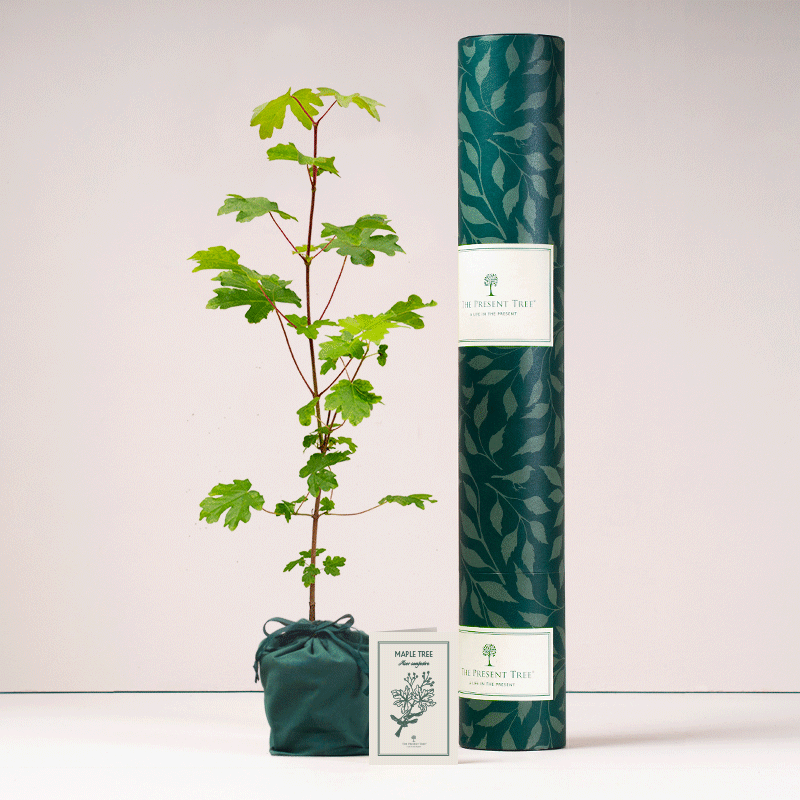 Maple Tree | Ethical Gifts | The Present Tree