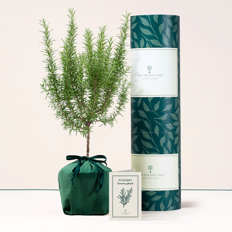 Rosemary Gift | Plant Gifts | The Present Tree