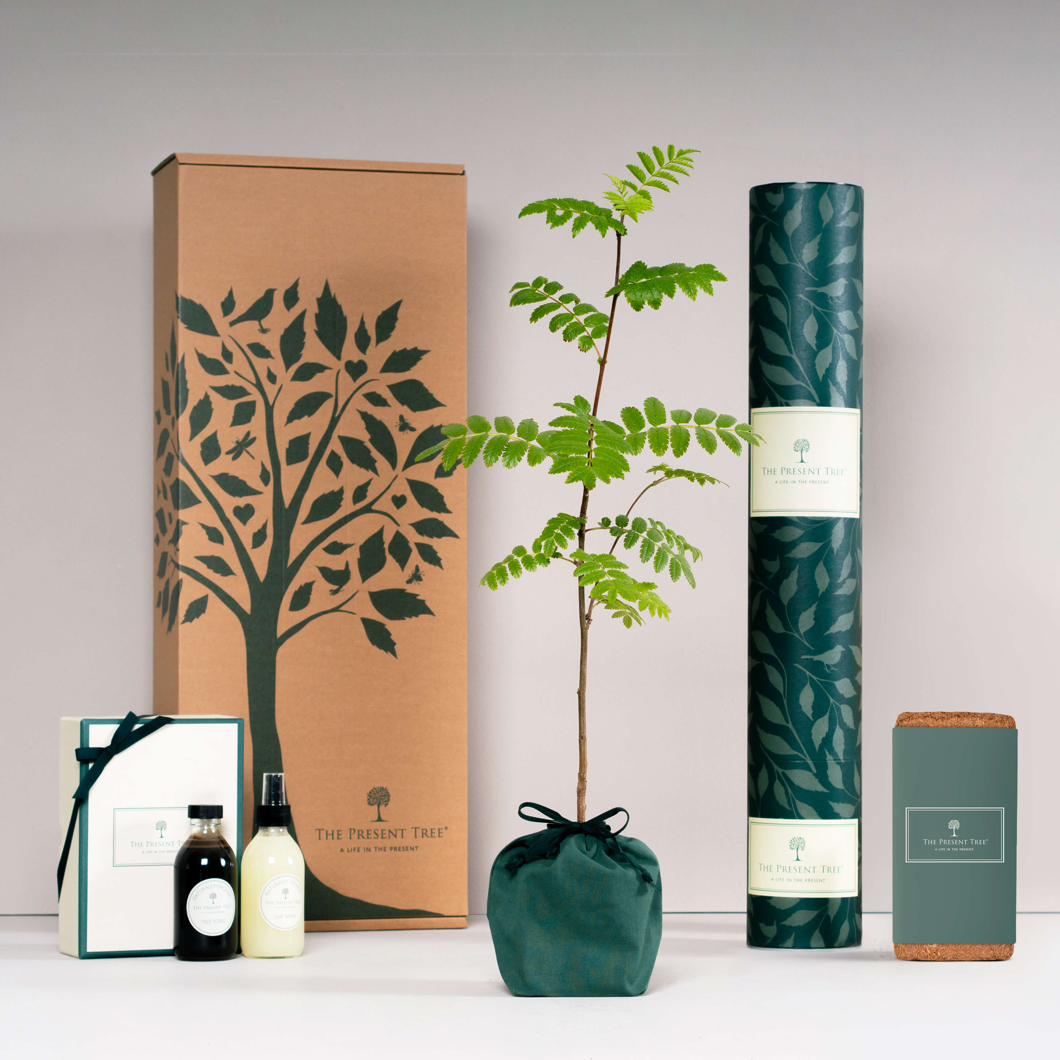 Memorial Tree Hamper | Planting a Tree in Memory | The Present Tree
