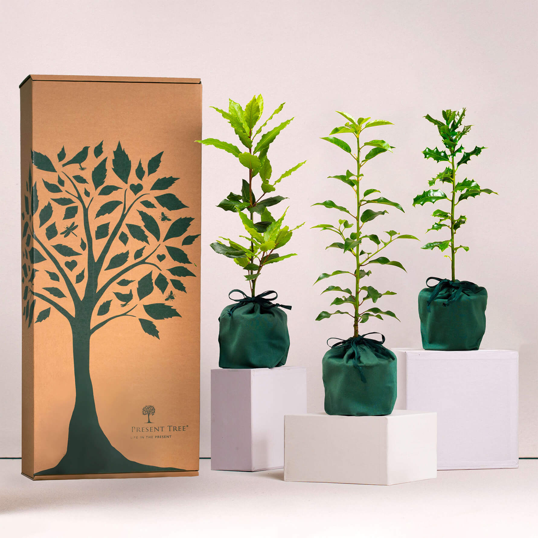 Tree Gifts | Evergreen Tree Gift Hamper | The Present Tree
