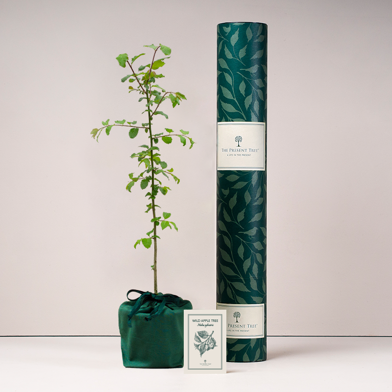 Wild Apple Tree Gift | Beautifully Wrapped | The Present Tree