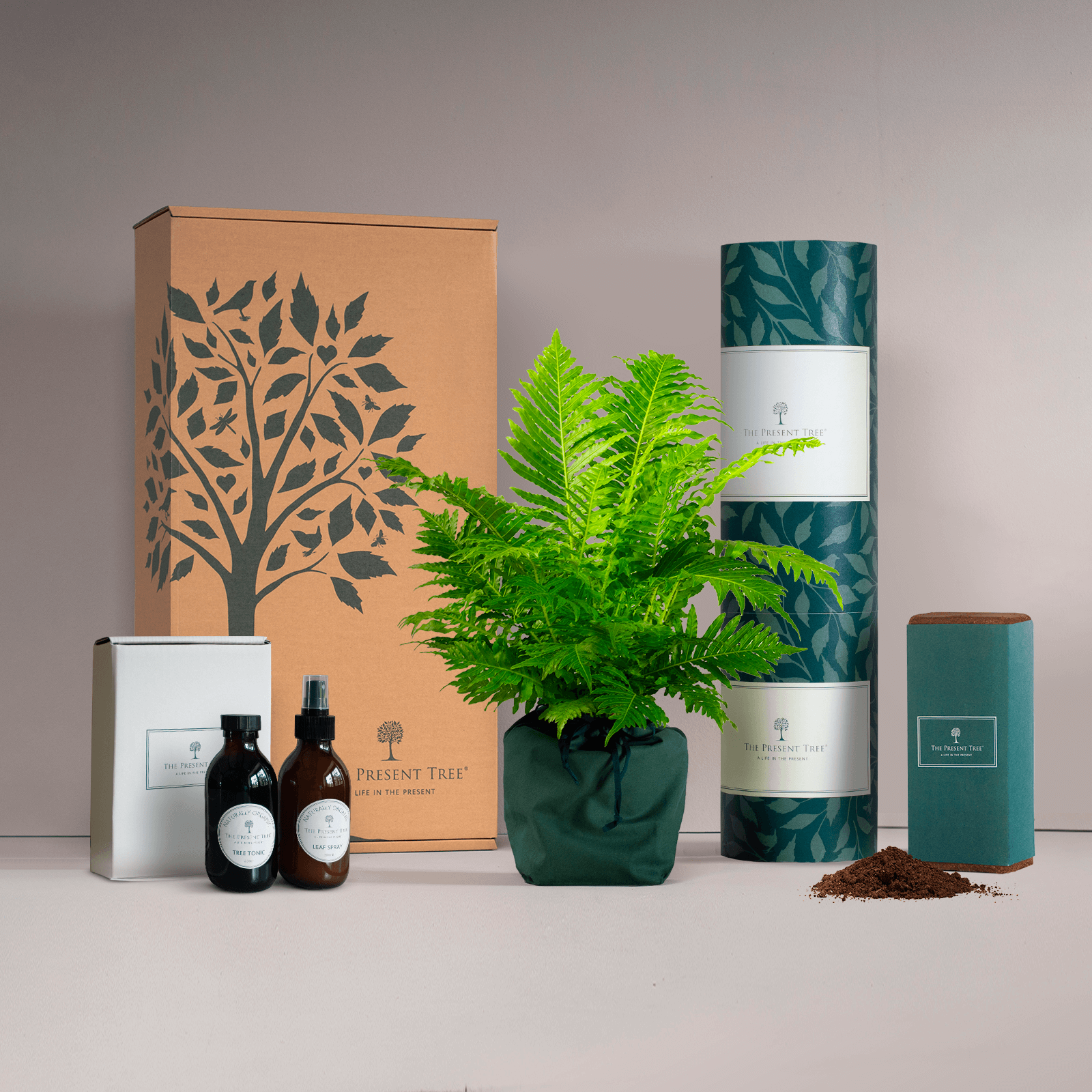 Indoor Plant Gift Hamper | The Present Tree | House Plant Gift