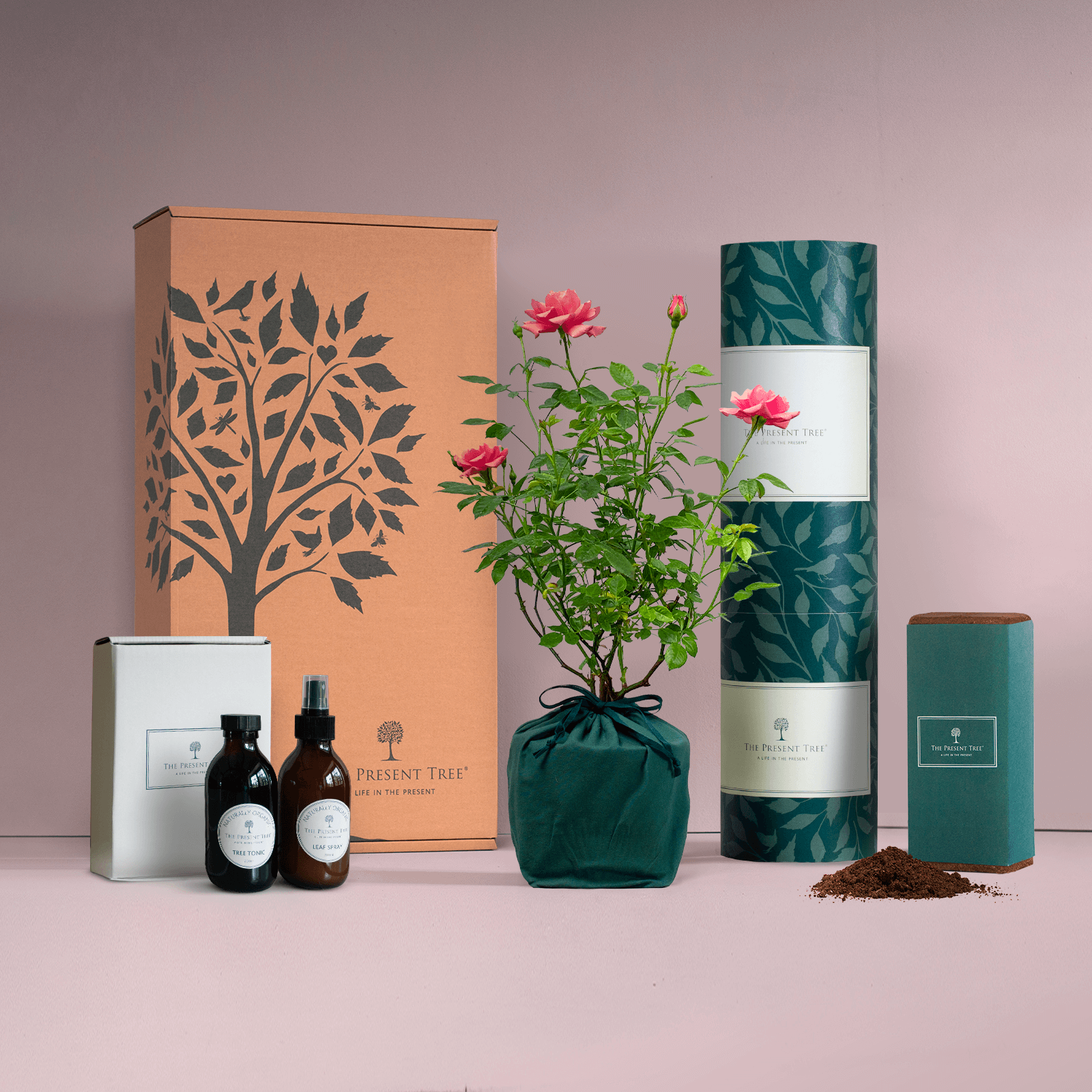 Flowering Rose Gift | Gifts Symbolising Love | The Present Tree