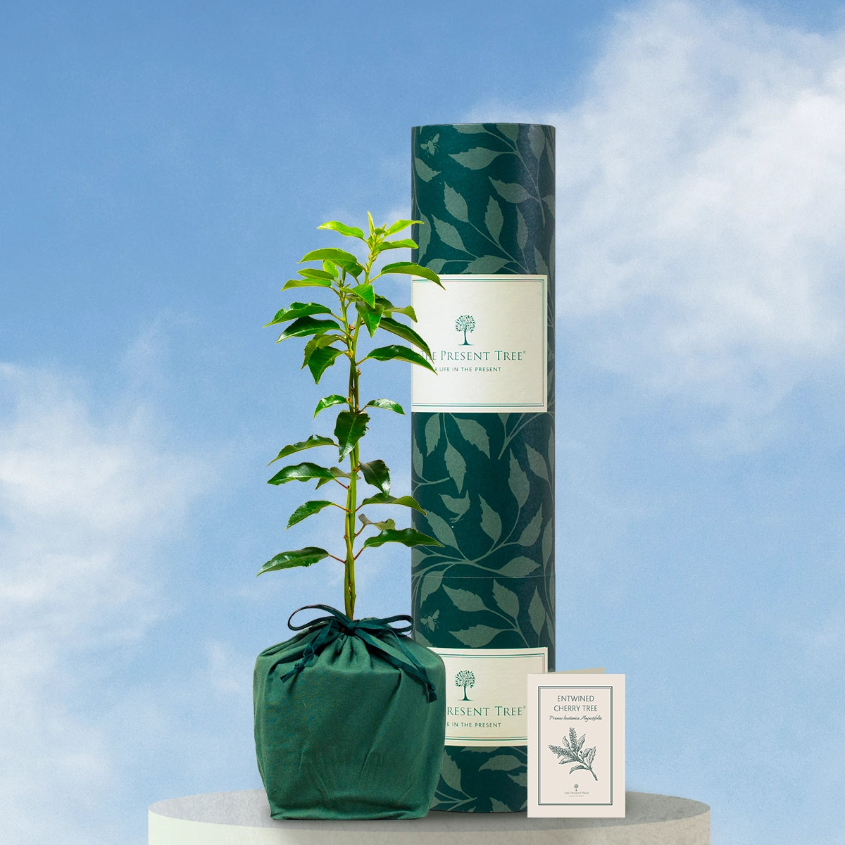 Entwined Cherry Tree | The Present Tree | Tree Gifts