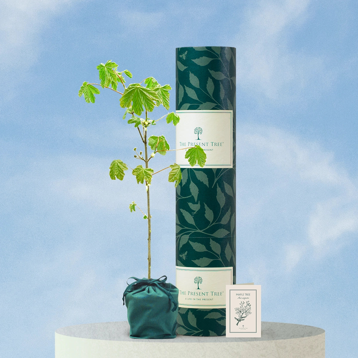 The Present Tree | Beautifully Wrapped Tree Gifts | Maple Tree