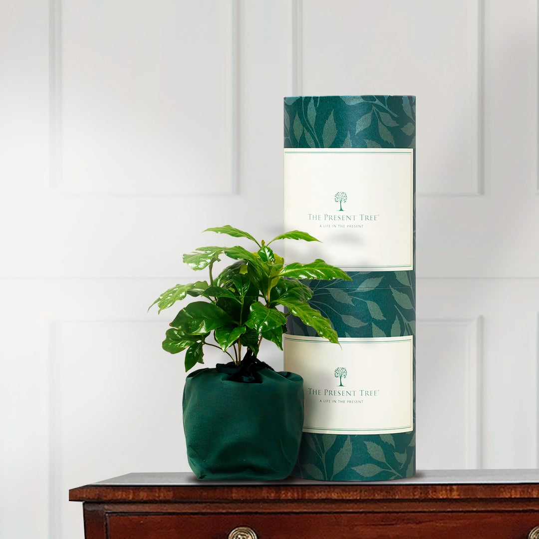 The Present Tree | Best House Plants | Coffee Tree Gift