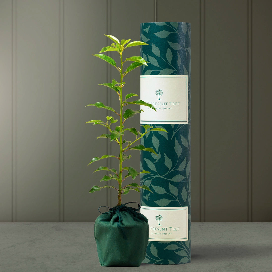 Cherry Tree Gift | The Present Tree | Plant Gifts