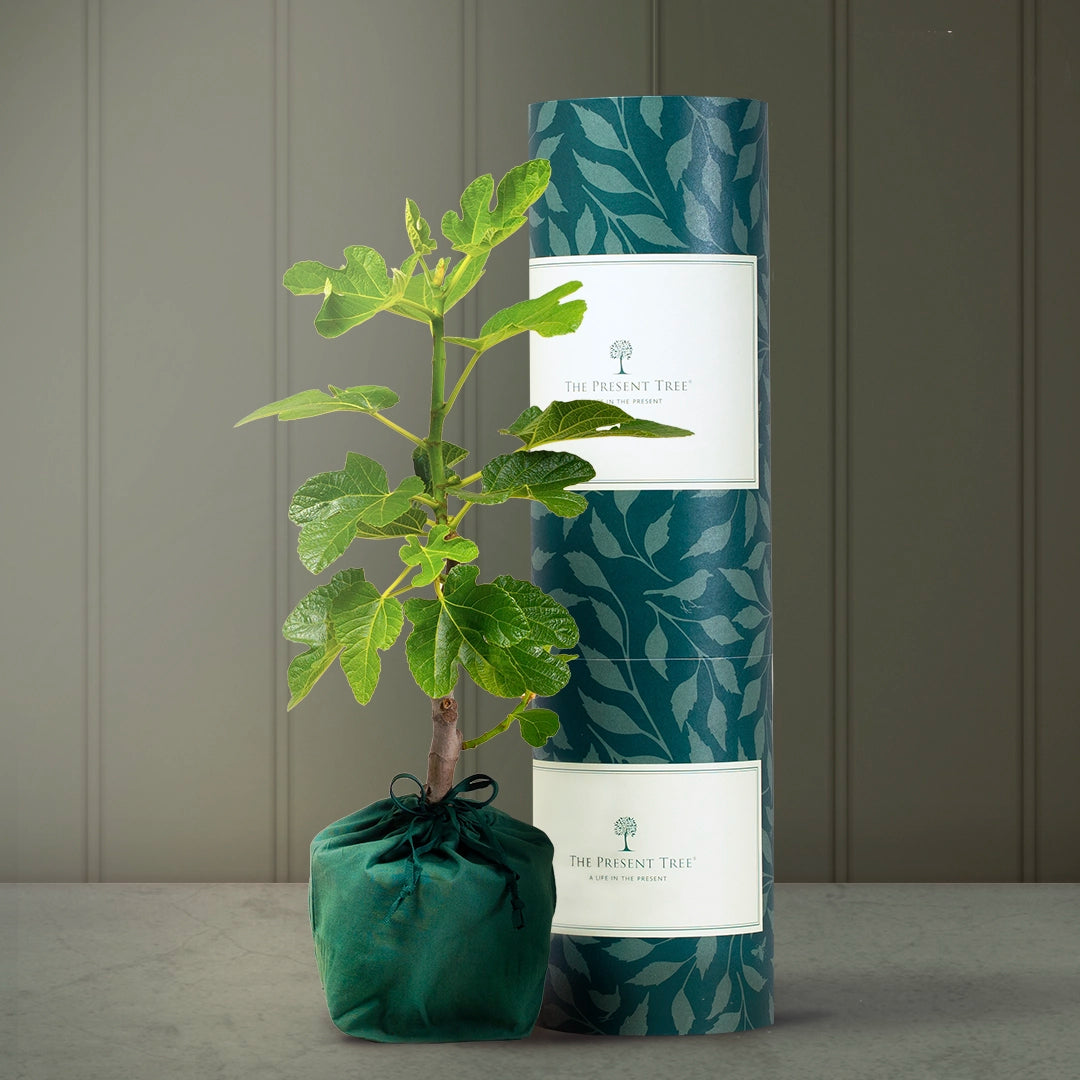 Fig Tree Gift | The Present Tree | Fruit Tree Gift