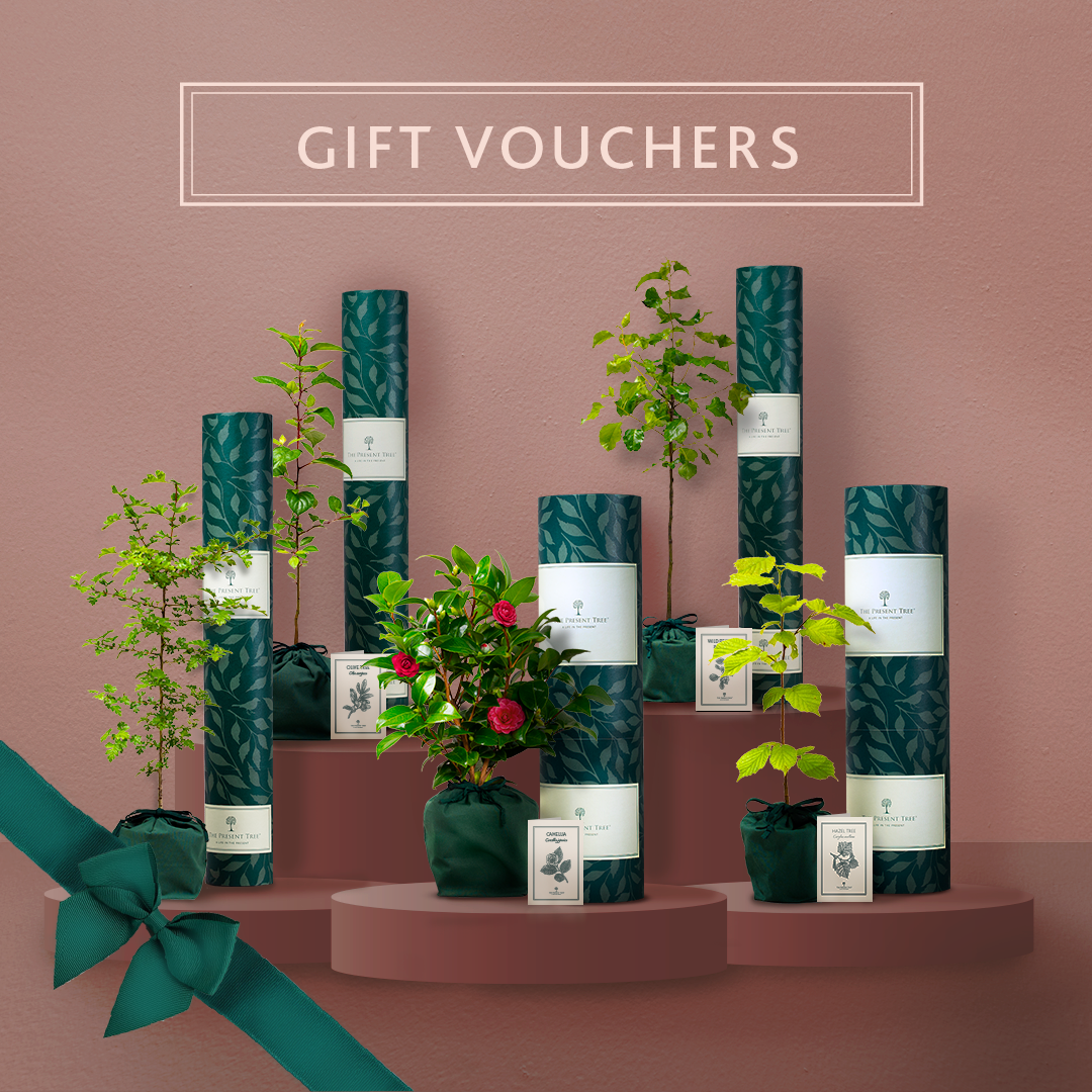 Gift Vouchers | The Present Tree | Tree Gift Voucher