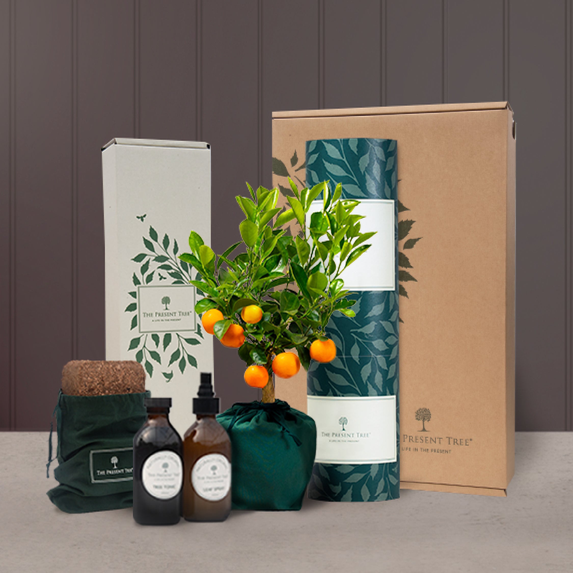 Orange Tree Hamper | The Present Tree | Plant Gifts