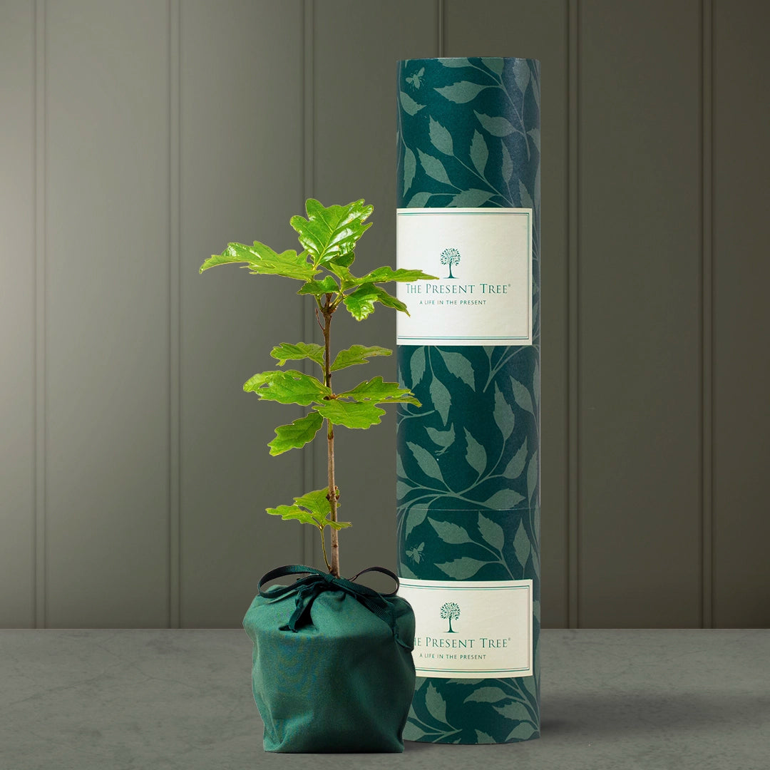 The Present Tree | Meaningful Gifts | Irish Oak Gift