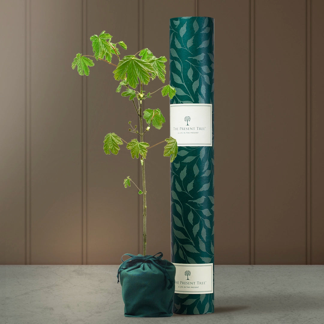 Maple Tree Gift | The Present Tree | Beautifully Wrapped Tree Gifts