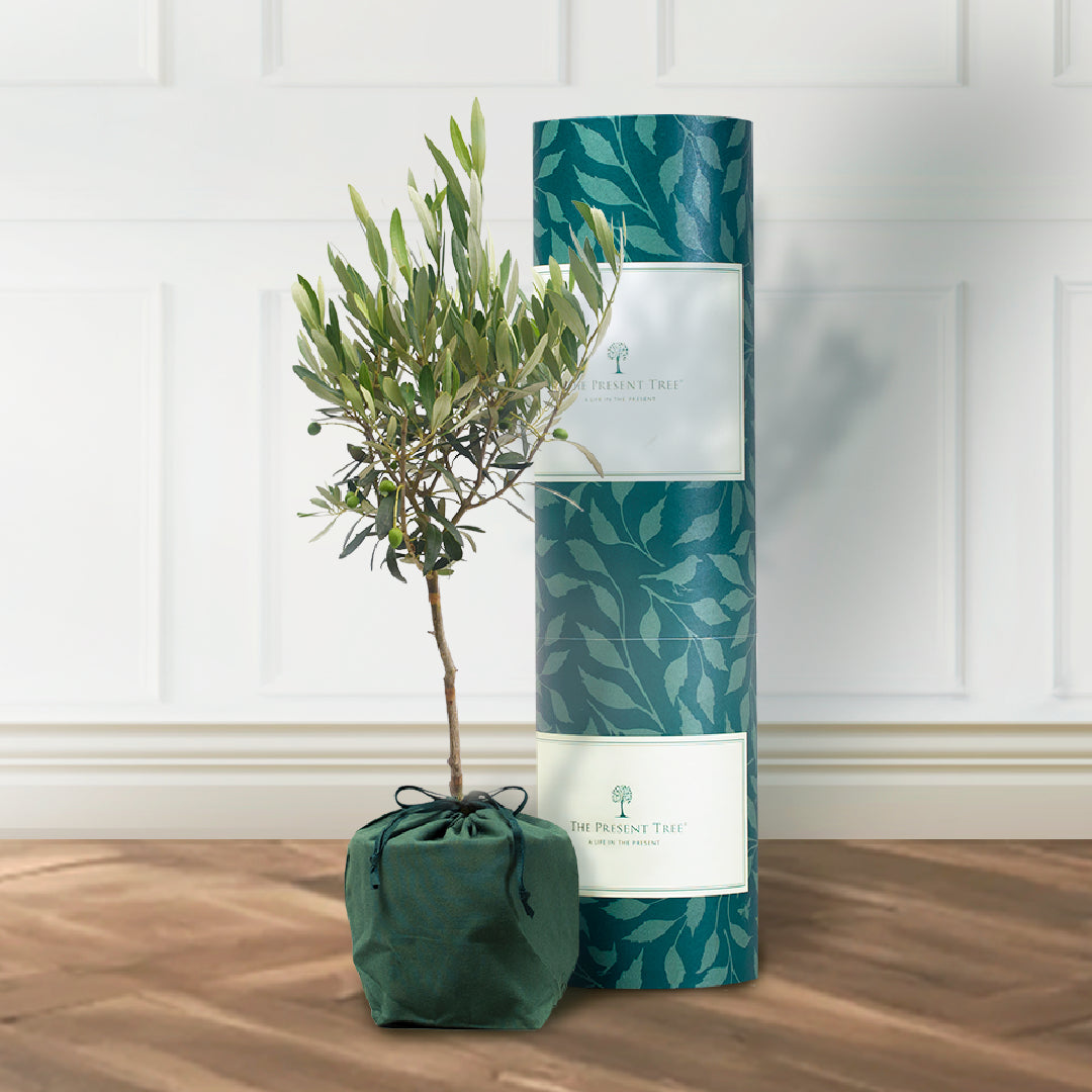 The Present Tree | Trees Symbolising Friendship | Olive Tree Gift
