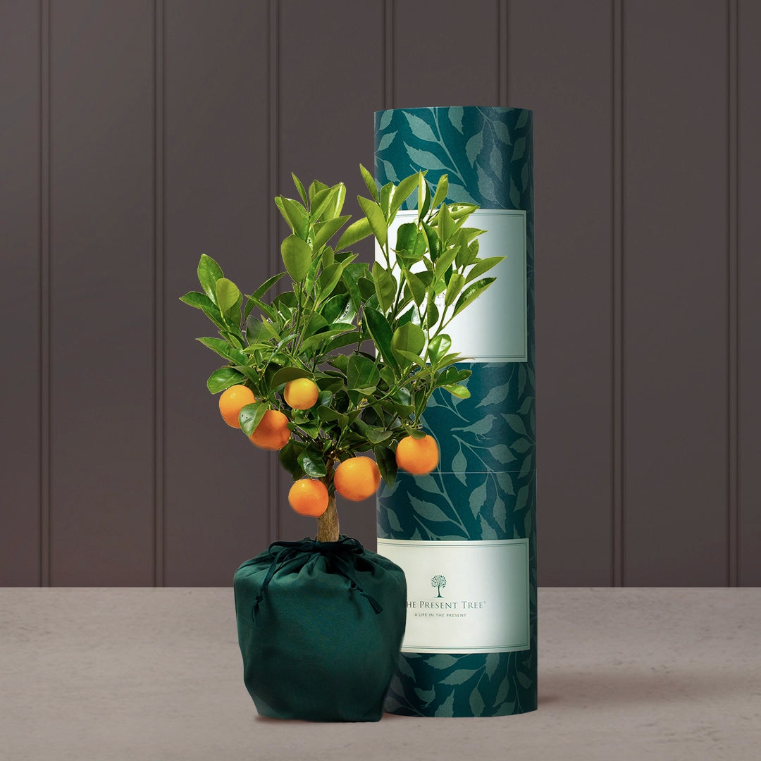 Orange Tree Gift | The Present Tree | Plant Gifts