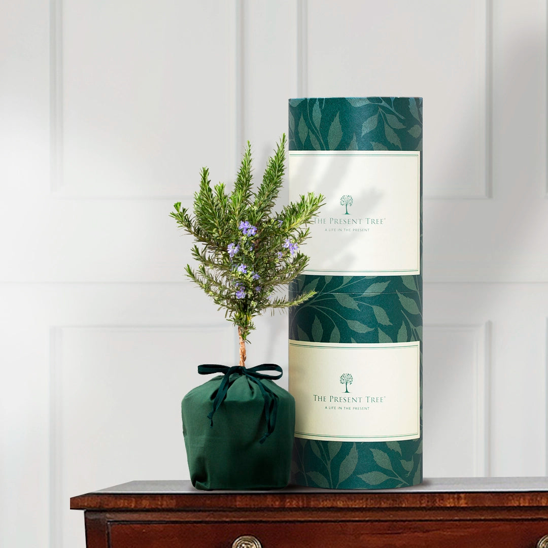 The Present Tree | Beautifully Wrapped Plant Gifts | Maple Tree ...