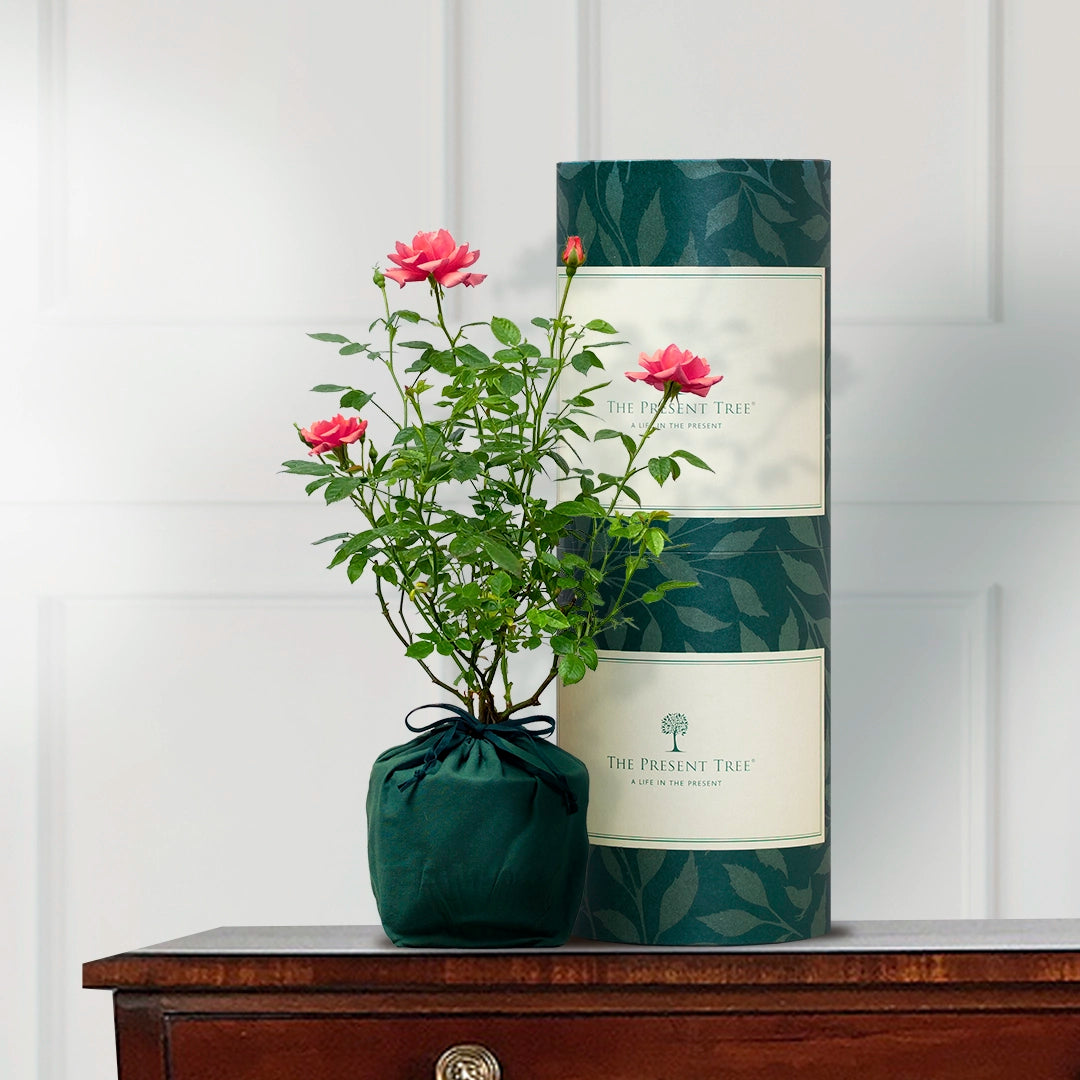 Gifts Symbolising Love | The Present Tree | Flowering Rose Gift