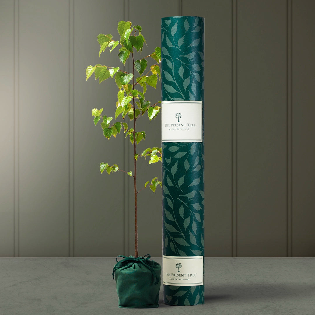 The Present Tree | Ethical Gifts | Silver Birch Tree