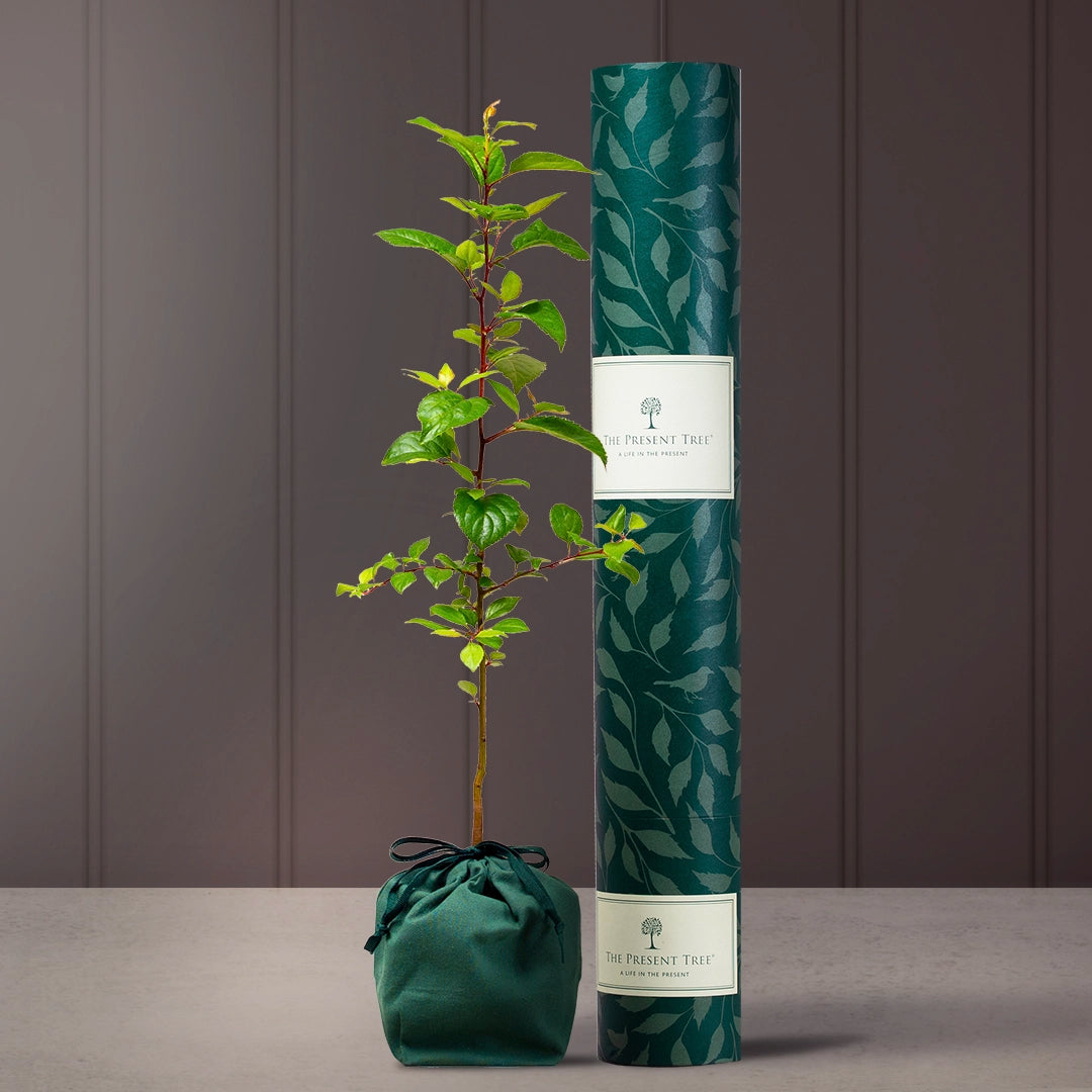 Wild Apple Tree | The Present Tree | Tree Of Love Gift