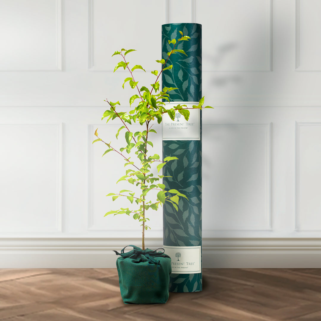 The Present Tree | Beautifully Wrapped Wild Plum | Tree Gift
