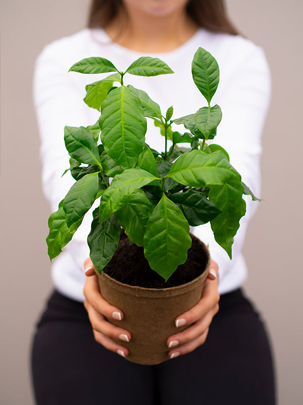 Best House Plants | Coffee Tree Gift |The Present Tree