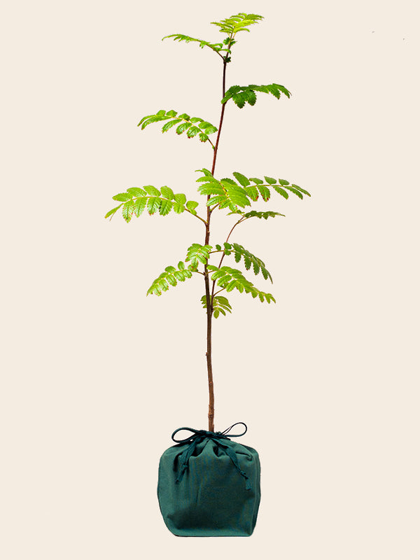 Rowan Tree Gift | The Tree of Life | The Present Tree